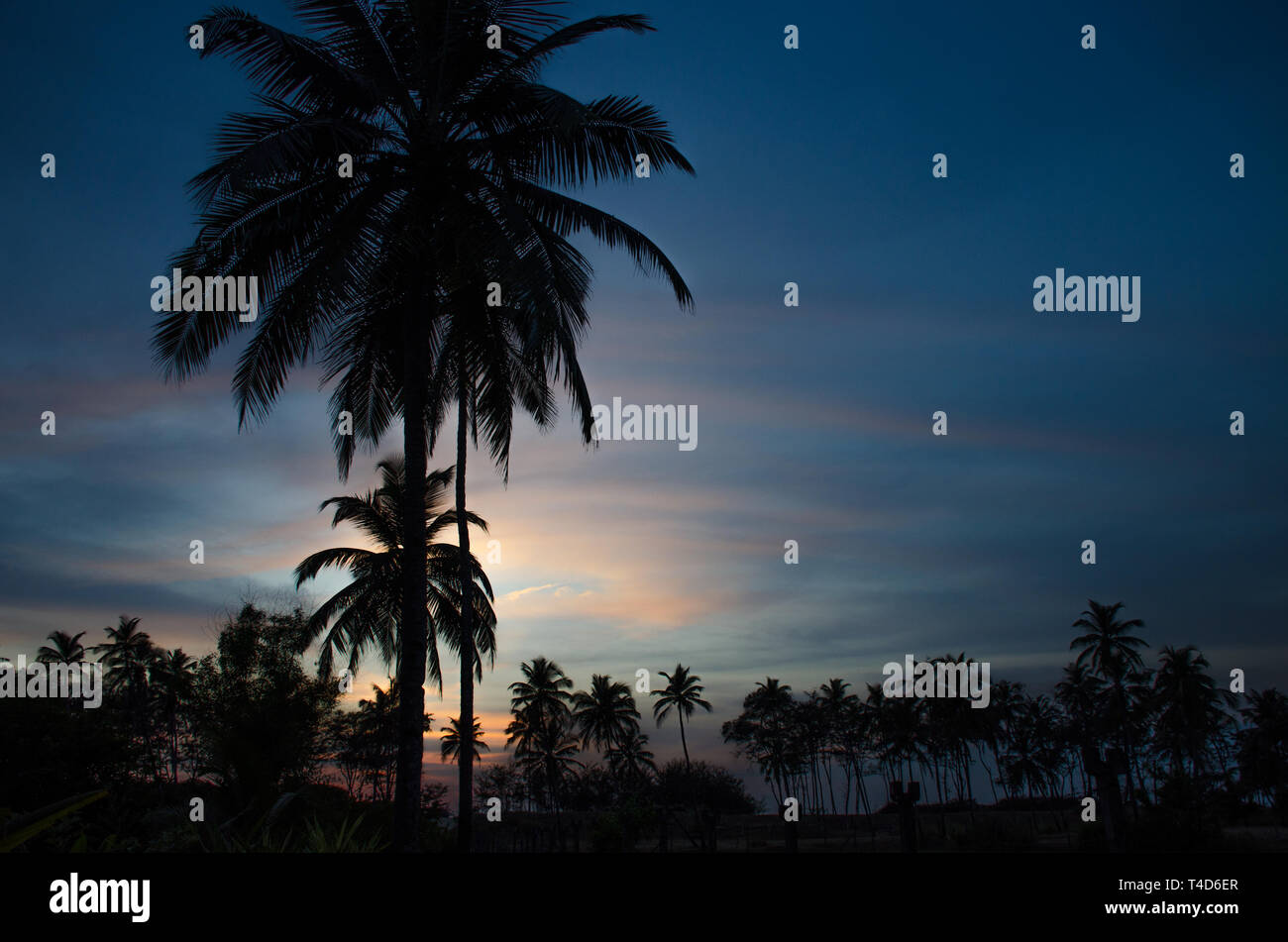 Beautiful landscape a palm tree a sunset in India Stock Photo - Alamy