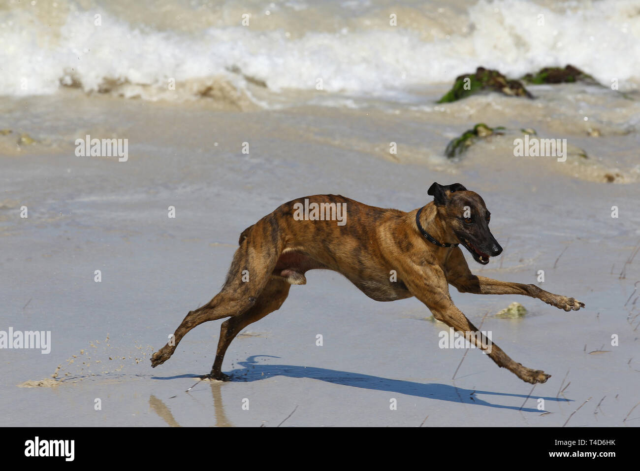 Whippet water hi-res stock photography and images - Alamy