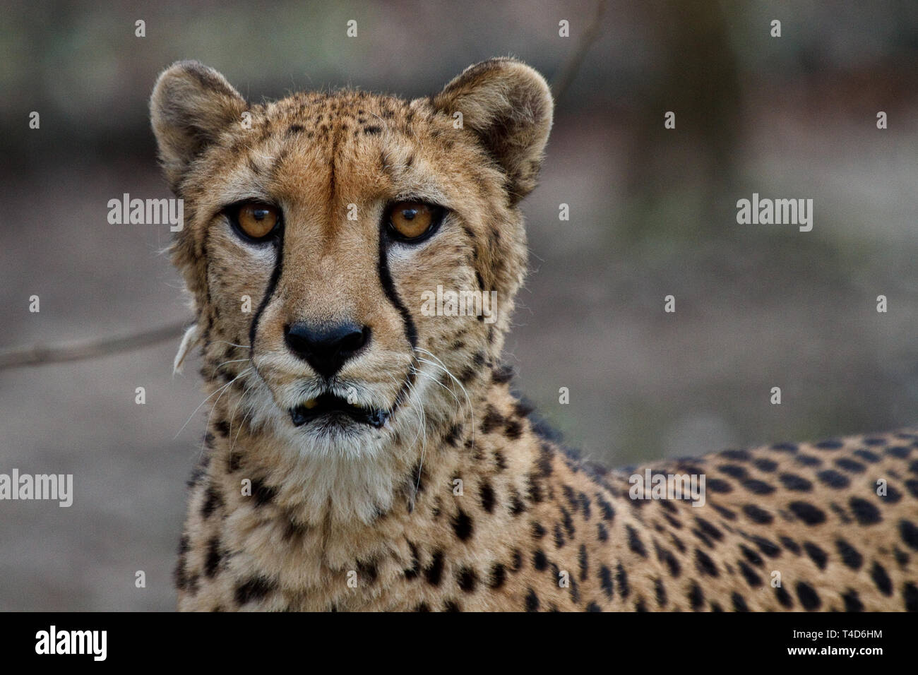 Subfamily felinae hi-res stock photography and images - Alamy