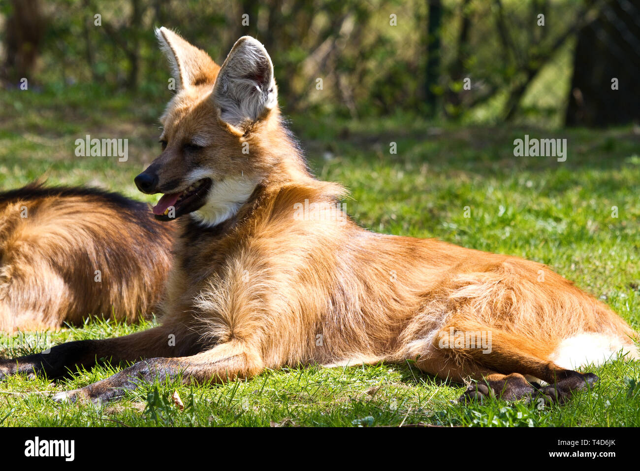 The Maned Wolf, Chrysocyon brachyurus is the largest canid of South ...
