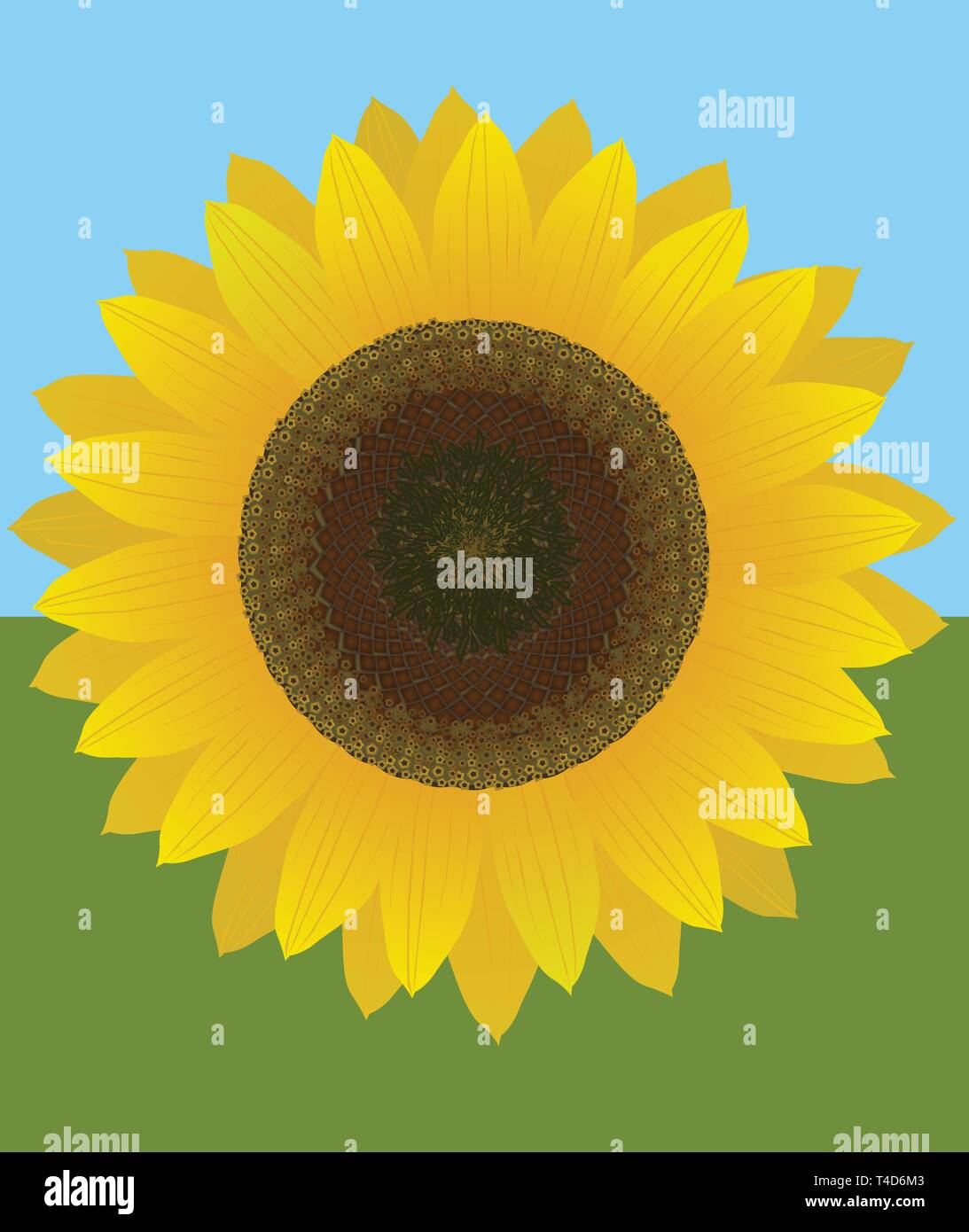 Sunflower field Stock Vector Images - Alamy
