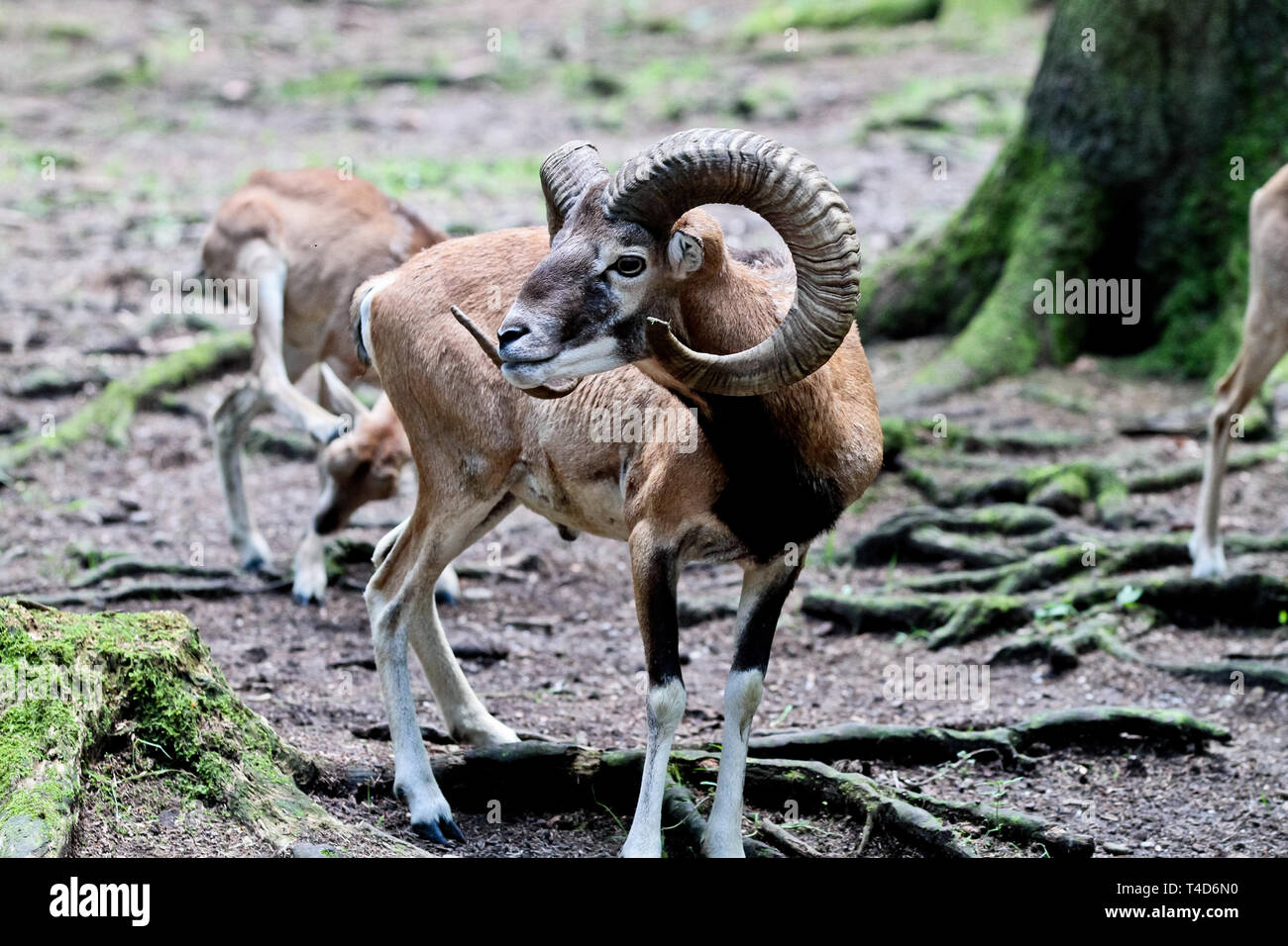 The European mouflon, Ovis orientalis musimon is the westernmost and ...