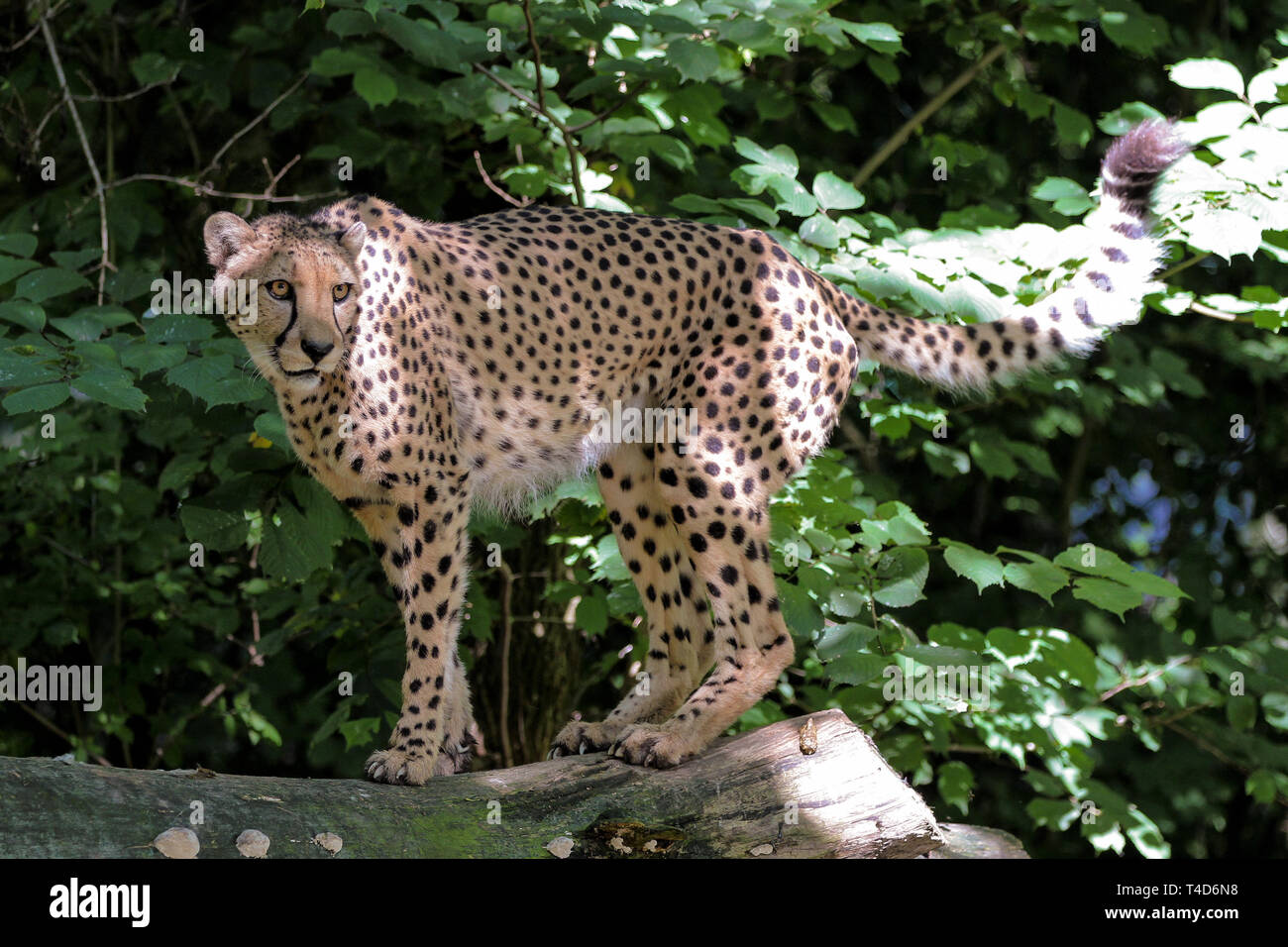 Subfamily felinae hi-res stock photography and images - Alamy