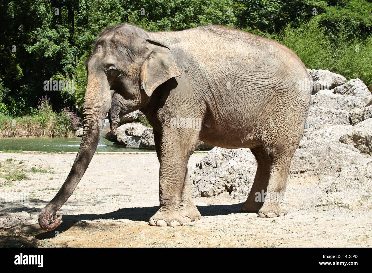 The Asian elephant, Elephas maximus also called Asiatic elephant, is ...
