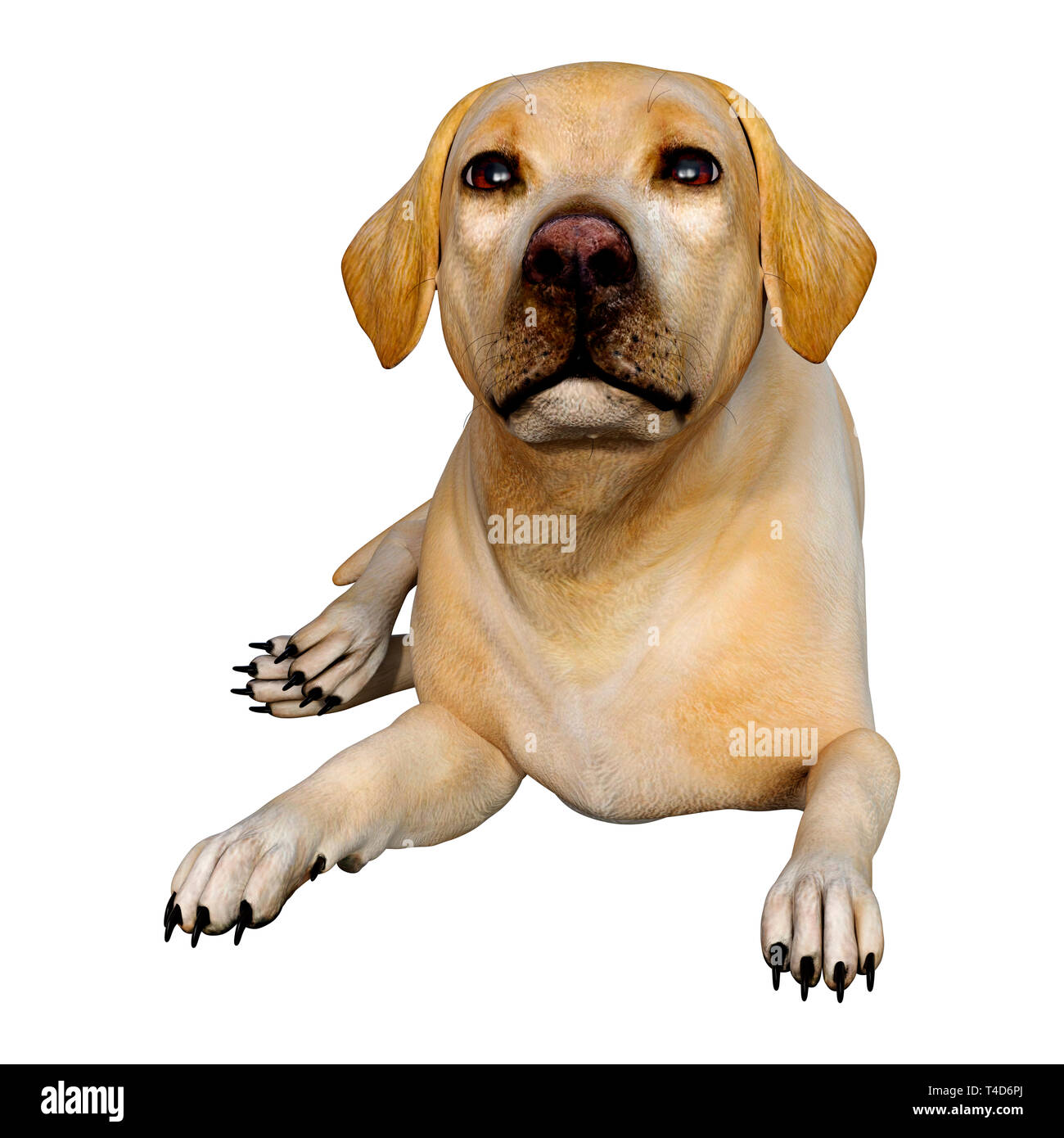 3D rendering of a yellow labrador dog isolated on white background ...
