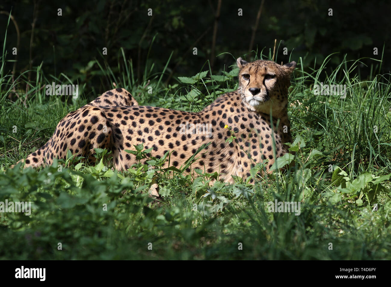 Subfamily felinae hi-res stock photography and images - Alamy
