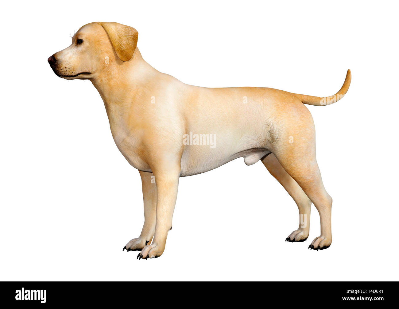 3D rendering of a yellow labrador dog isolated on white background ...