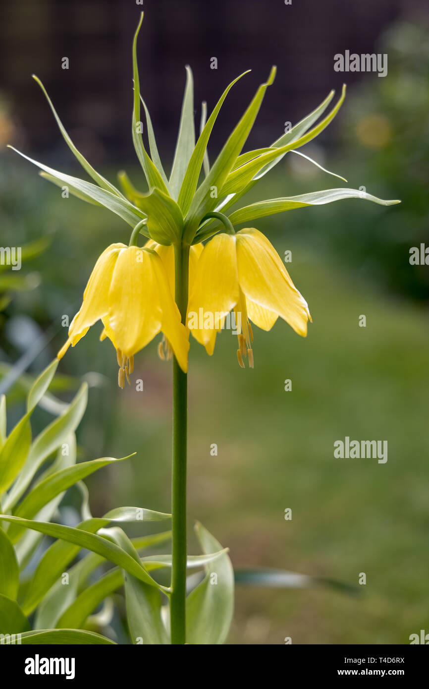 Fritillaria imperialis aurora hi-res stock photography and images - Alamy