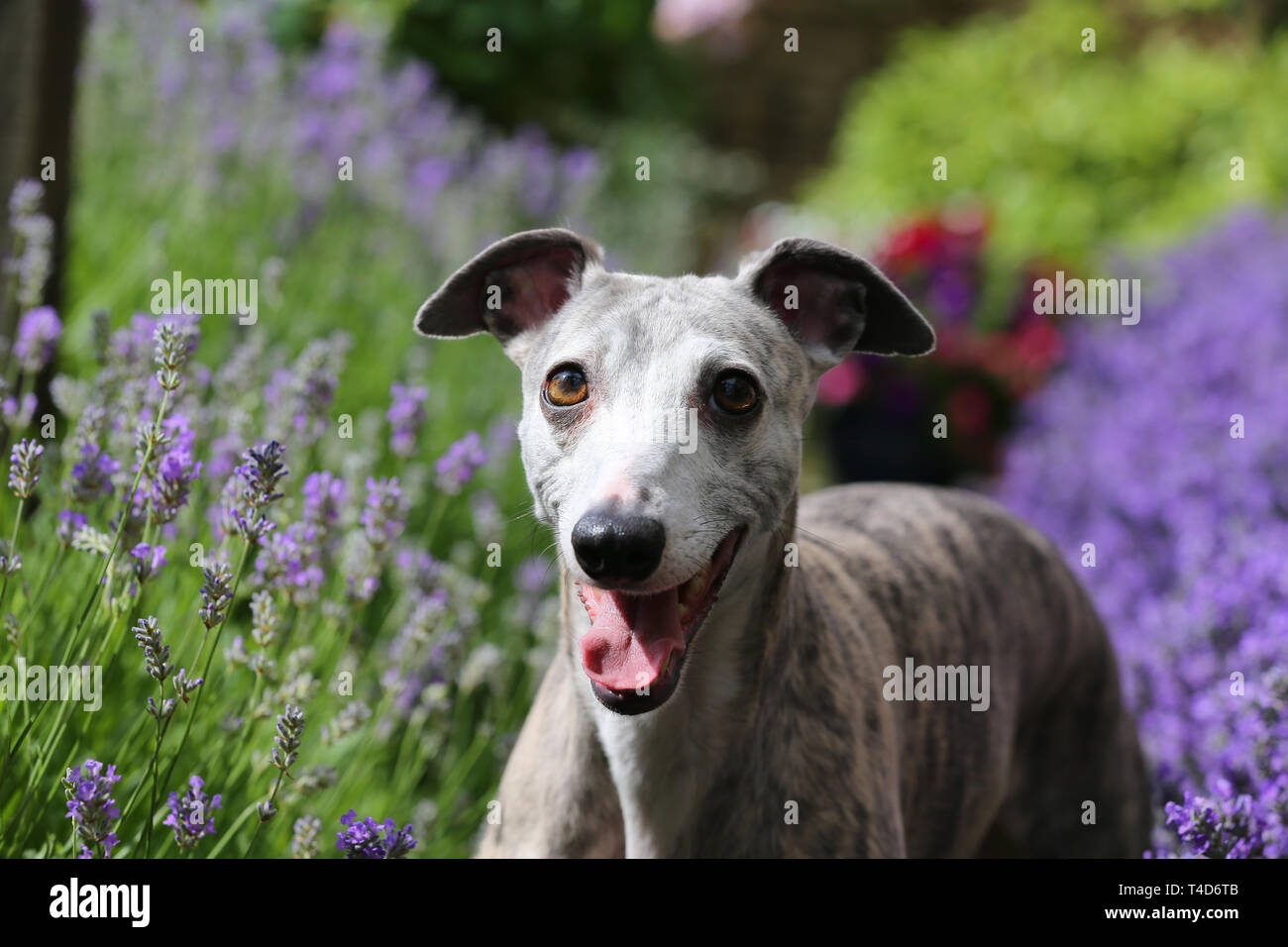 Fawn Whippet High Resolution Stock Photography and Images - Alamy