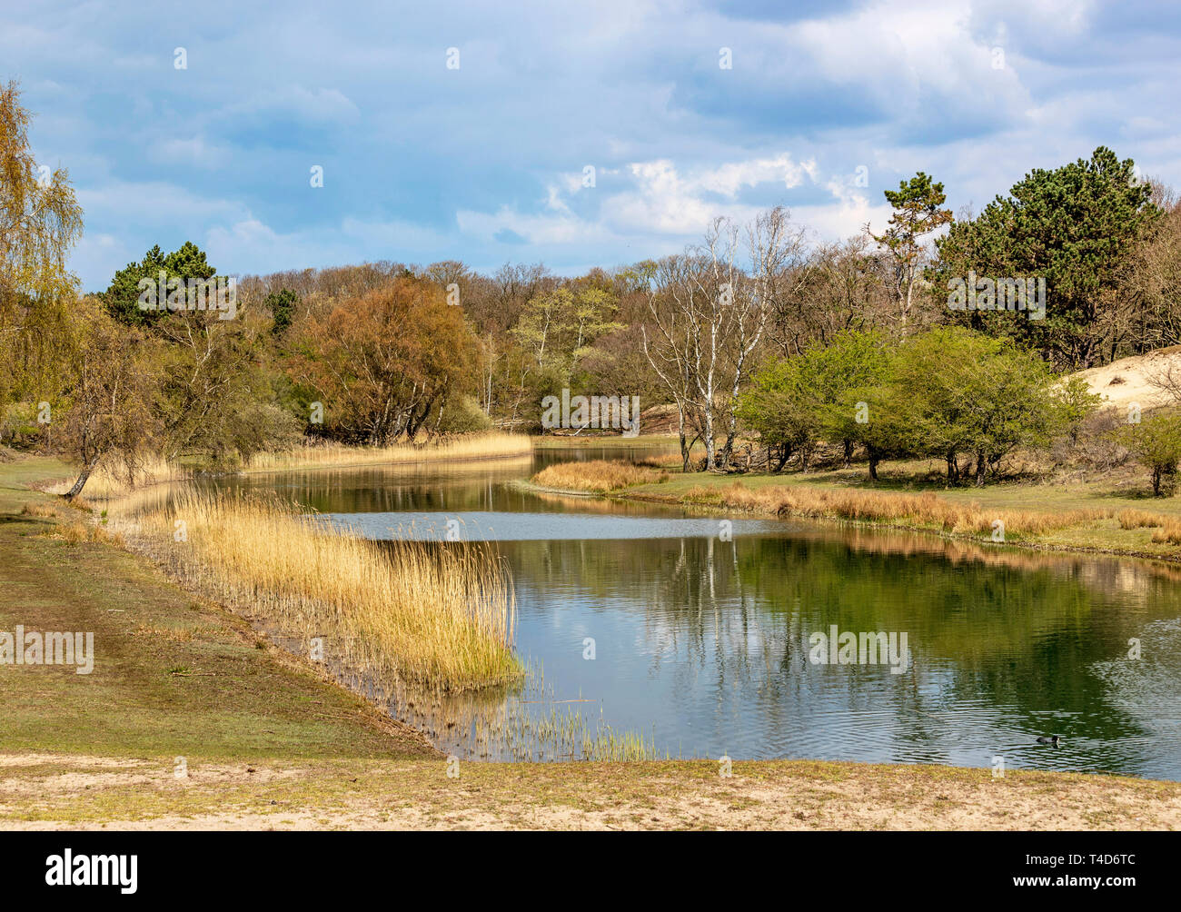 Landscape in spring in nature reserve ‘’ Amsterdamse Waterleidingduinen ...
