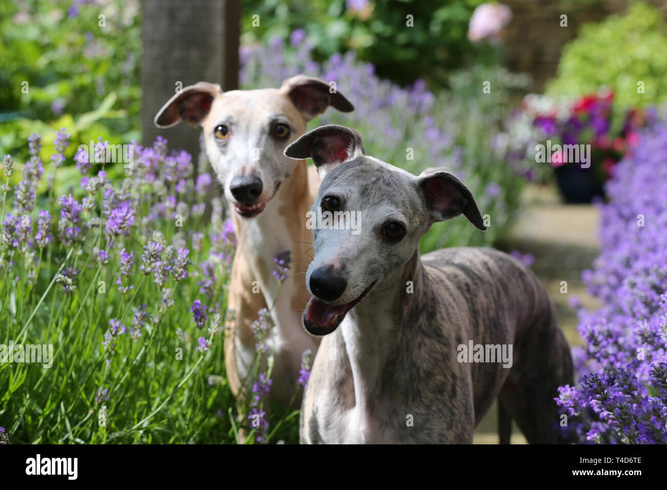 Fawn Whippet High Resolution Stock Photography and Images - Alamy