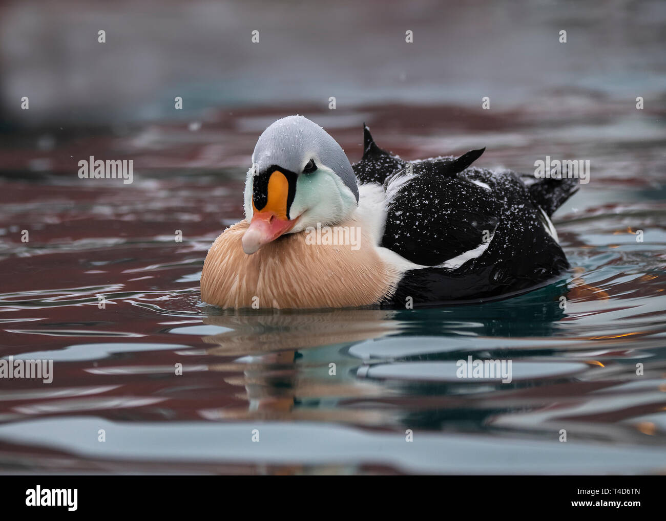 Male King eider in Båtsfjord Harbour, Arctic Norway Stock Photo - Alamy