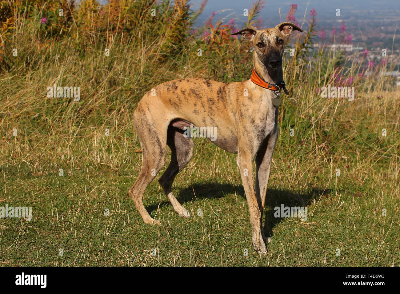 Fawn Whippet High Resolution Stock Photography and Images - Alamy