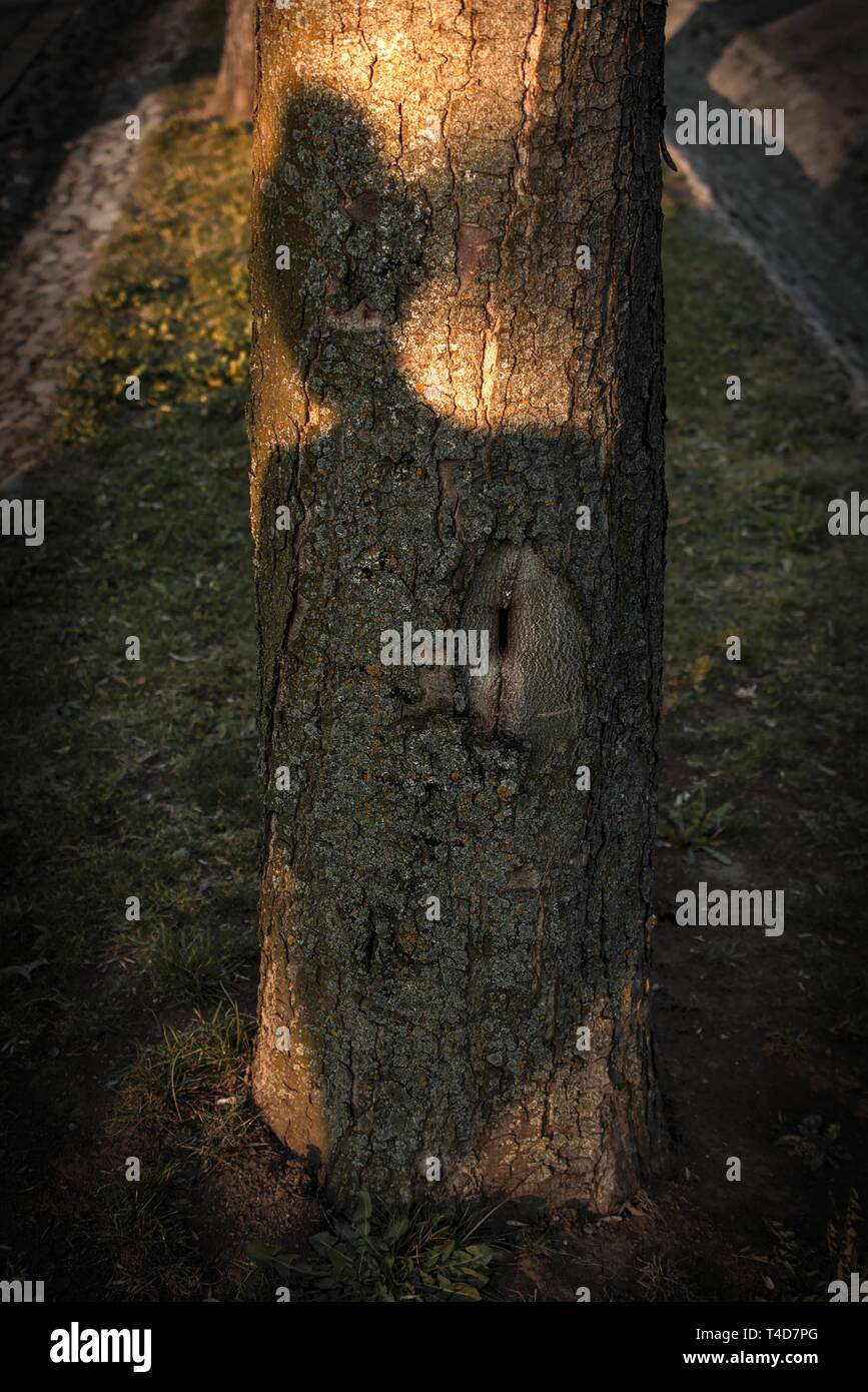 Tree shadow with sun hi-res stock photography and images - Alamy
