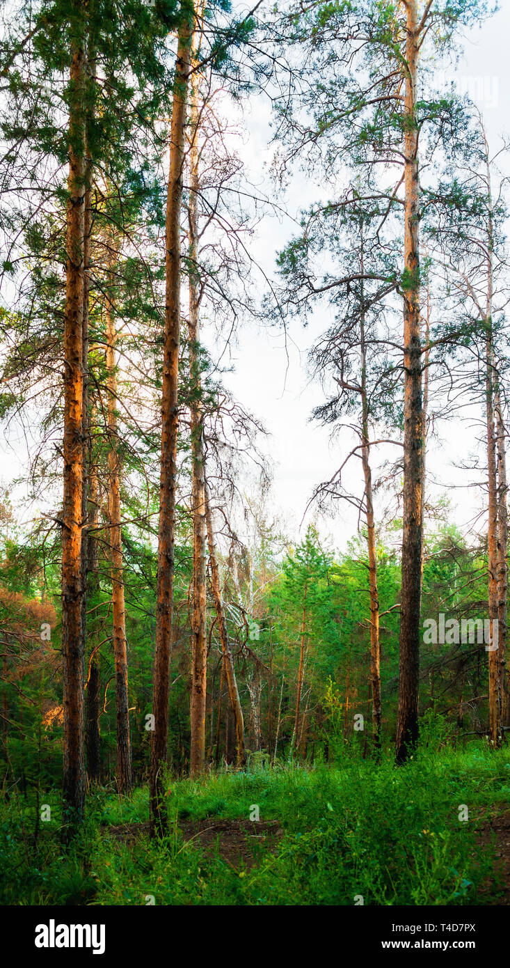 Forest landscape with trees growing at the mountain slopes under sunset ...