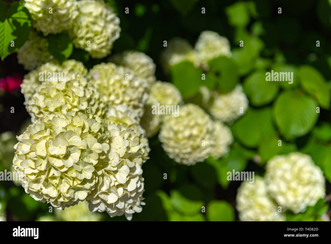 Full bloom of viburnum plicatum, also known as Japanese snowball ...