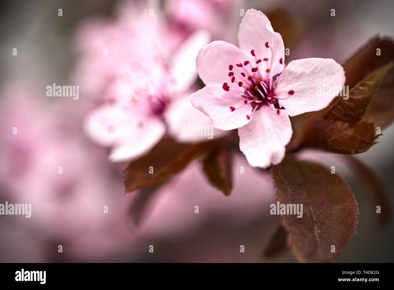 Pink flowers in Cluj Napoca Stock Photo - Alamy