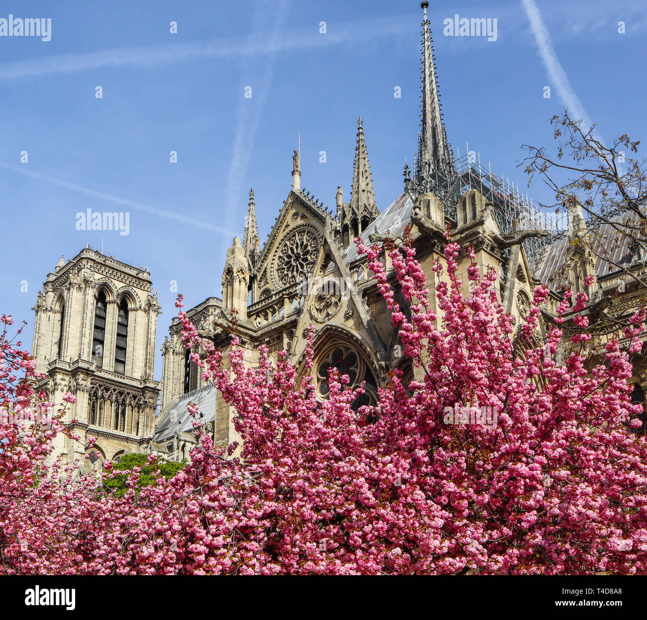 Notre Dame Cathedral in cherry blossom. Spring in Paris France. April ...