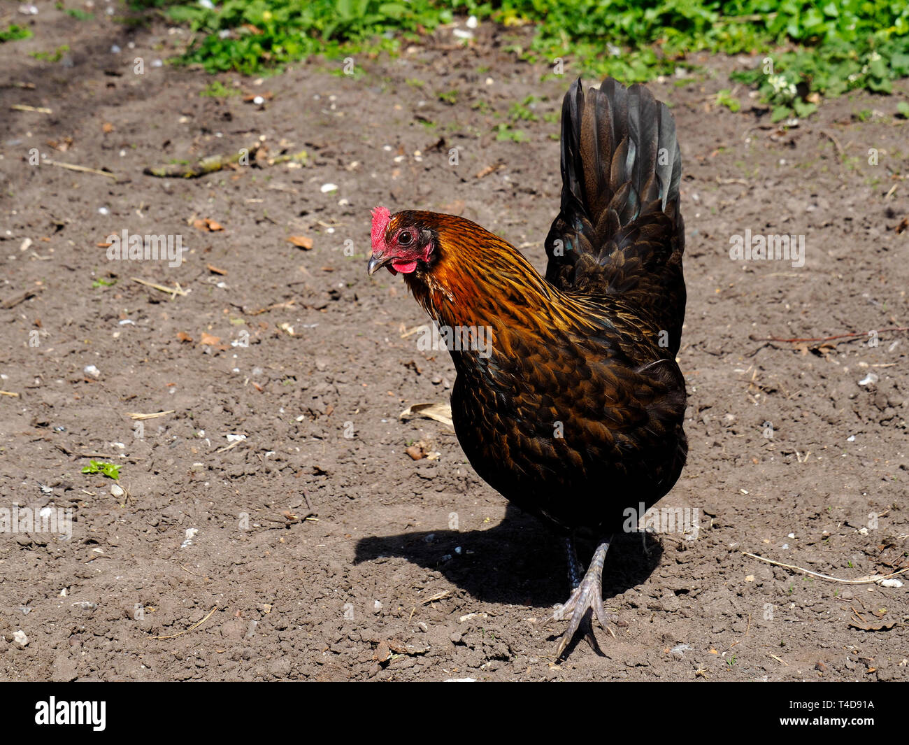 A Welsummer hen displays its fine plumage. This poultry breed ...