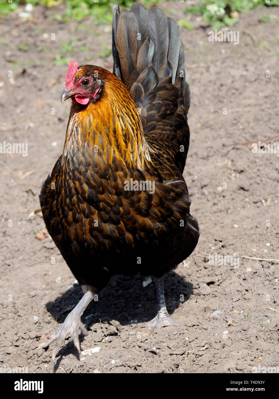 A Welsummer hen displays its fine plumage. This poultry breed ...