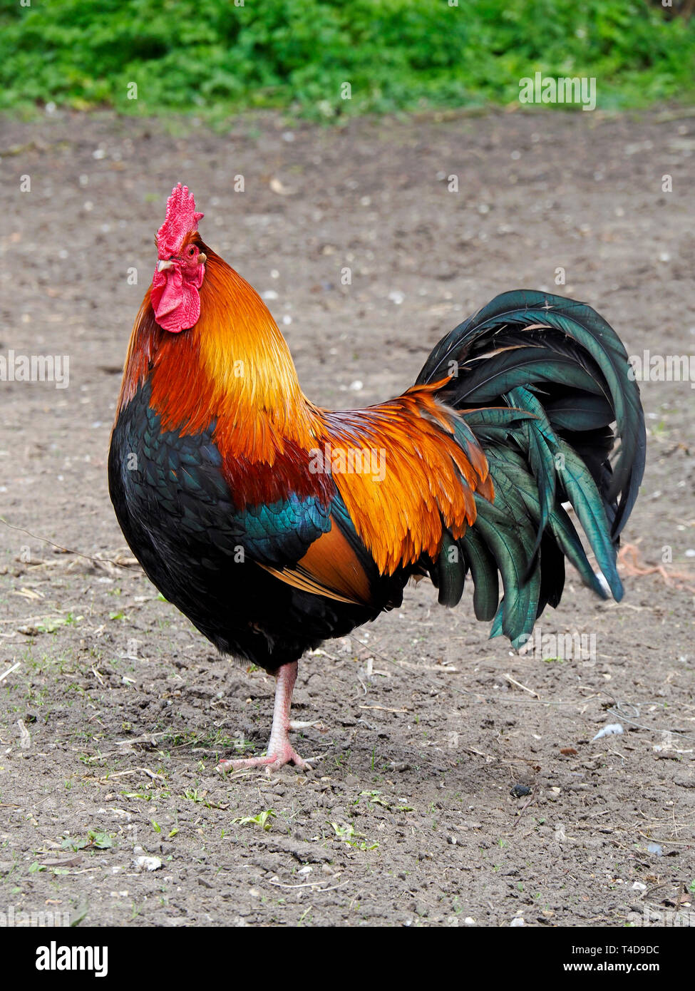 Welsummer Rooster