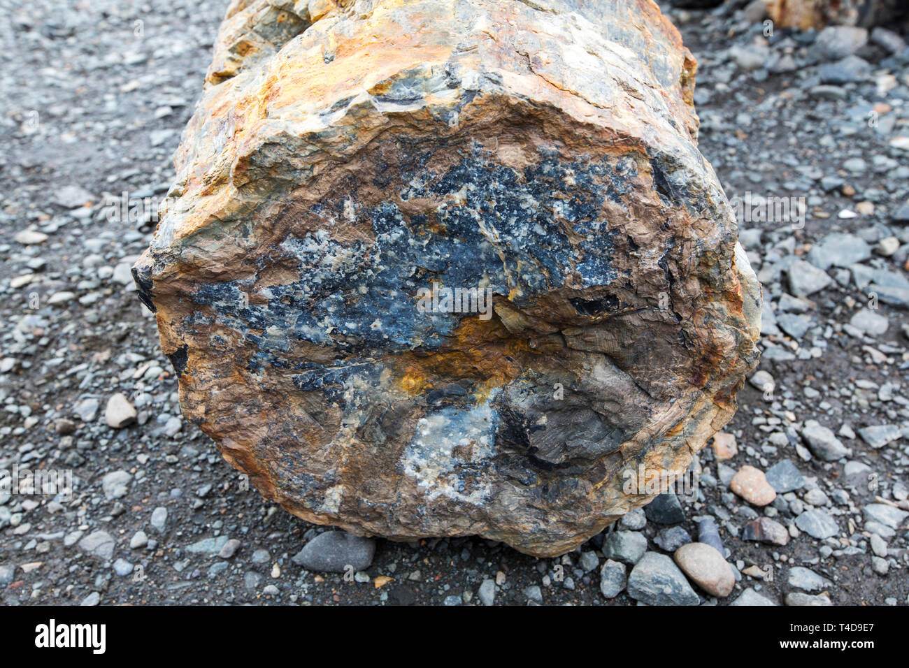A fossil tree at Frei station on King George Island, South Shetland ...