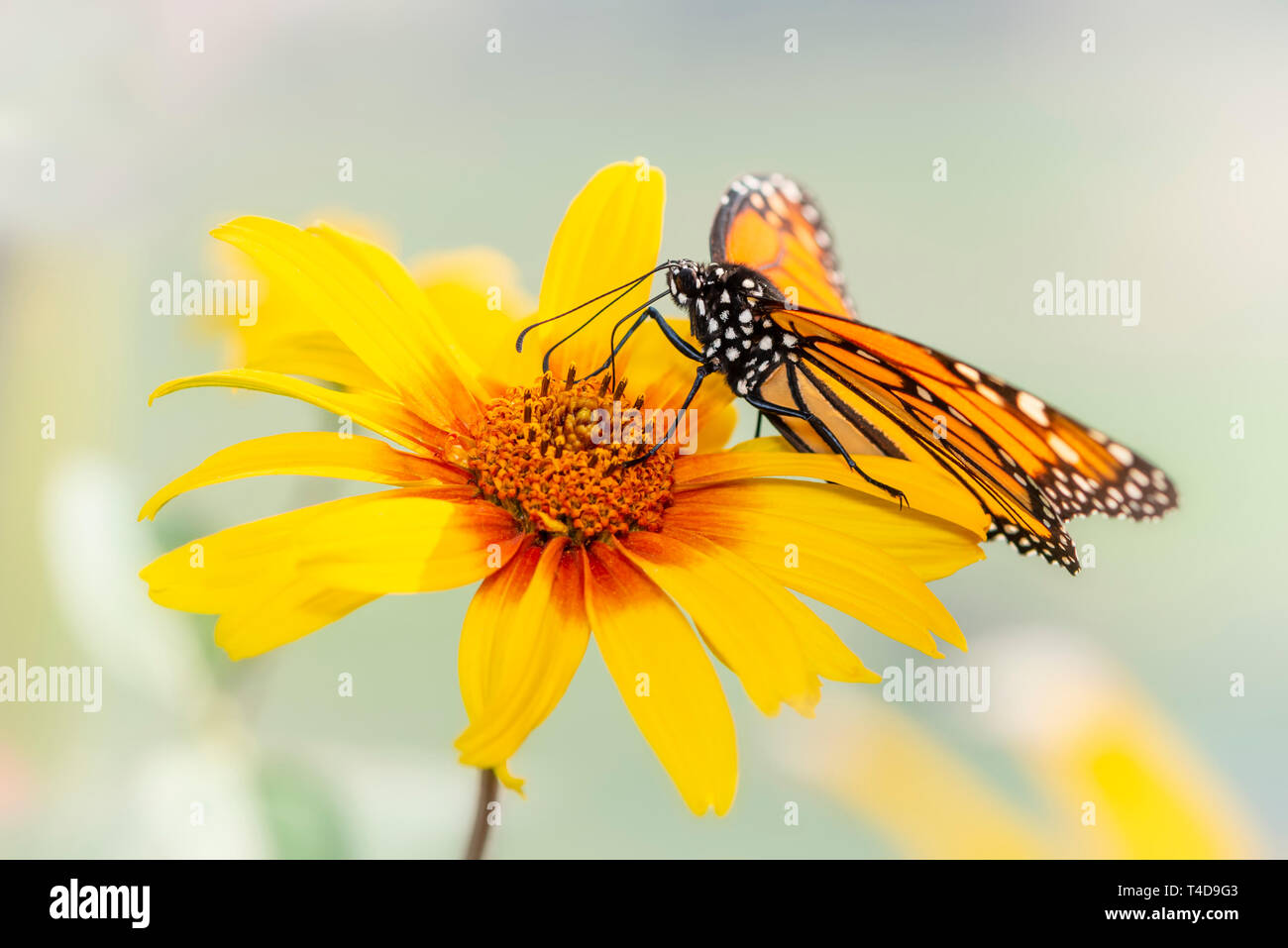 Proboscis monarch butterfly hi-res stock photography and images - Alamy