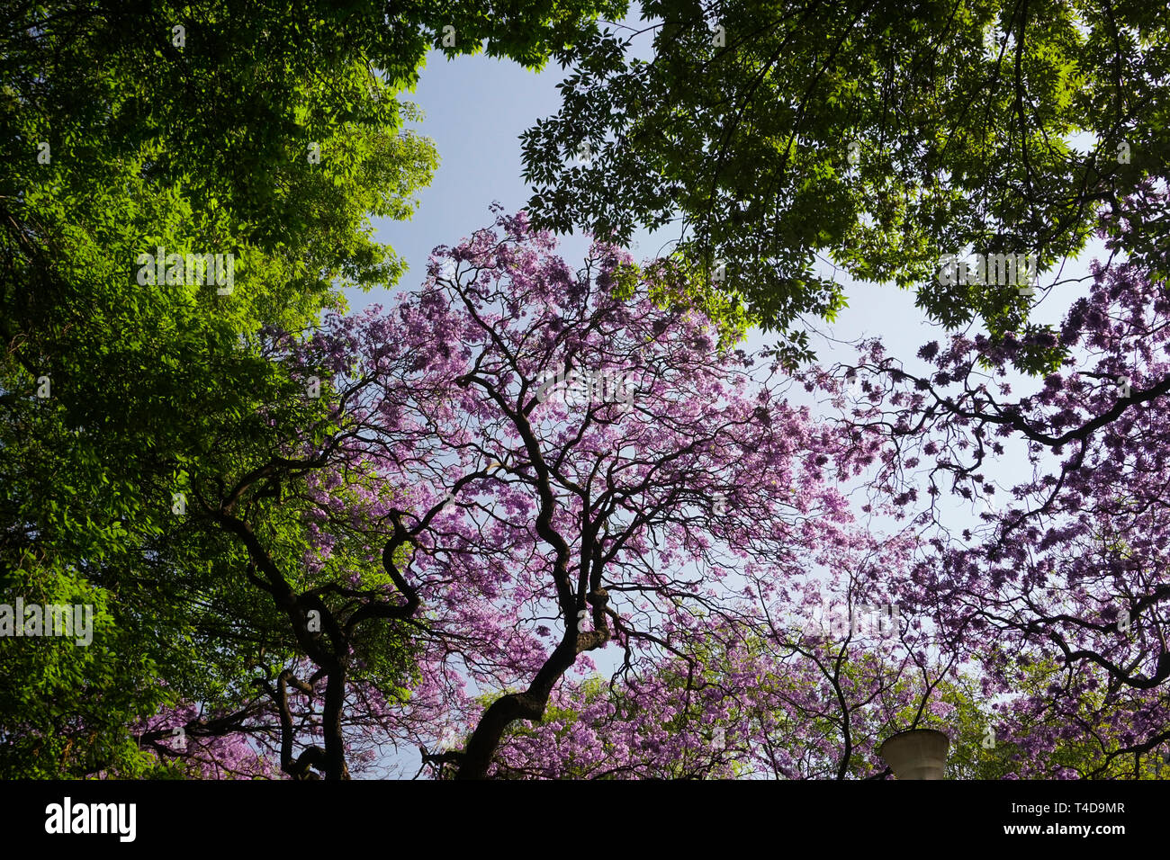 Jacaranda tree in bloom, Parque Mexico, City Park in the Hipodromo/Roma ...