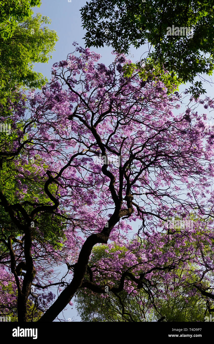 Spring in mexico city jacaranda hi-res stock photography and images - Alamy