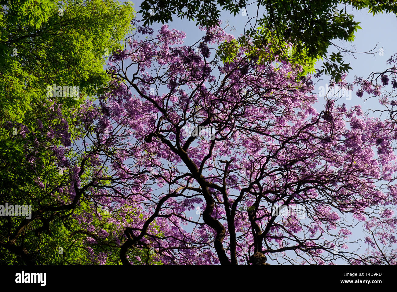 Jacaranda tree in bloom, Parque Mexico, City Park in the Hipodromo/Roma ...