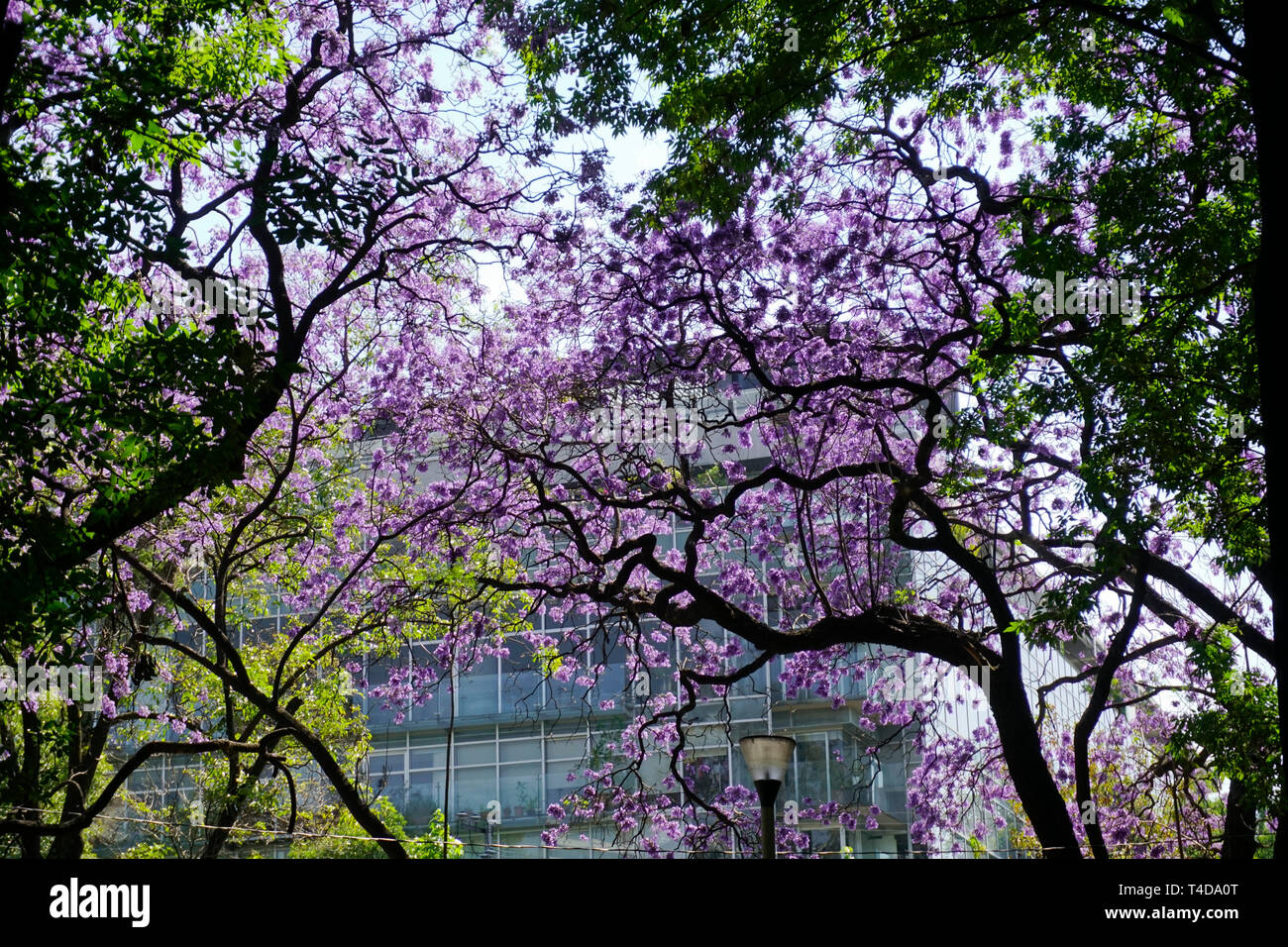 Spring in mexico city jacaranda hi-res stock photography and images - Alamy