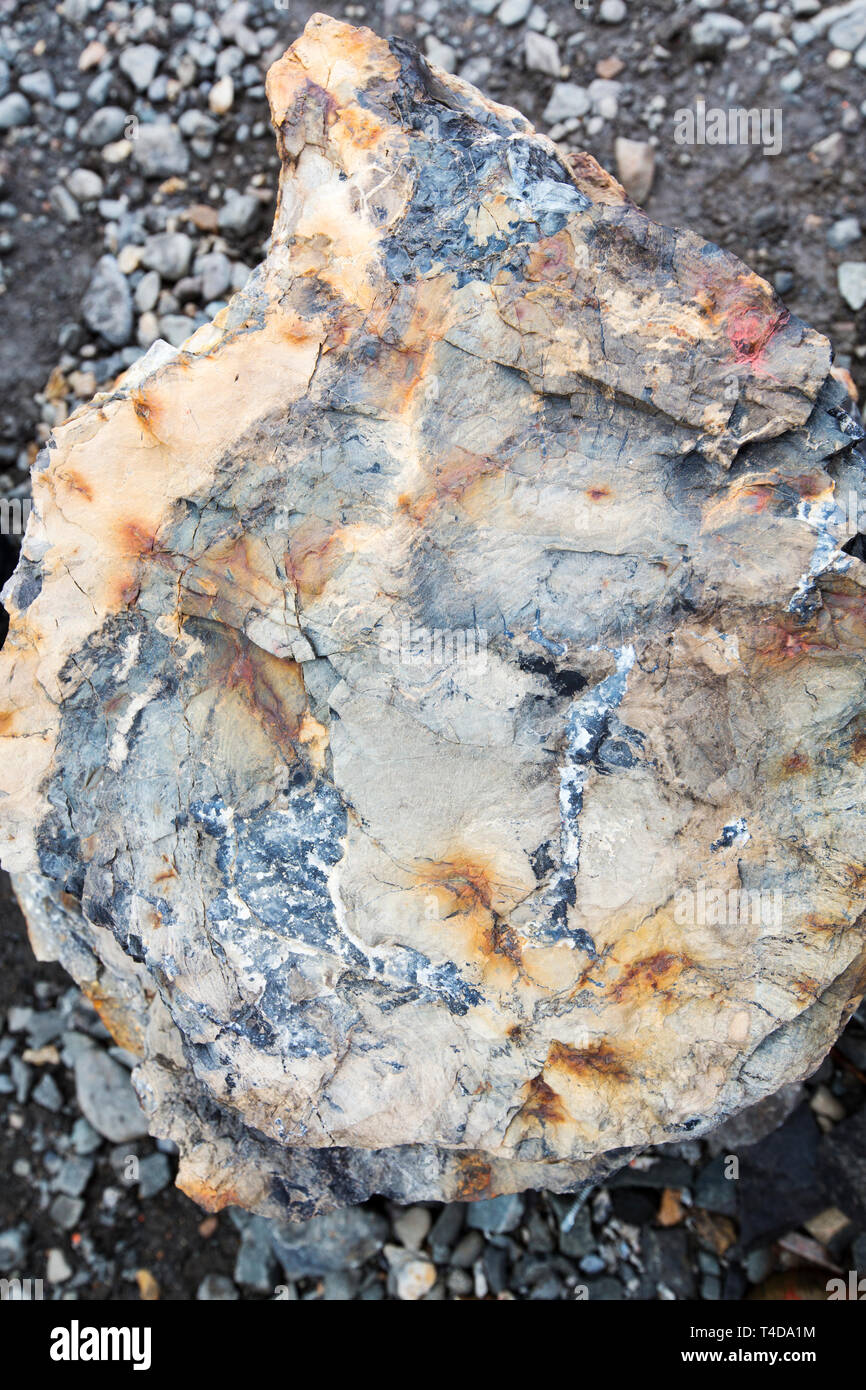 Fossil tree antarctica hi-res stock photography and images - Alamy