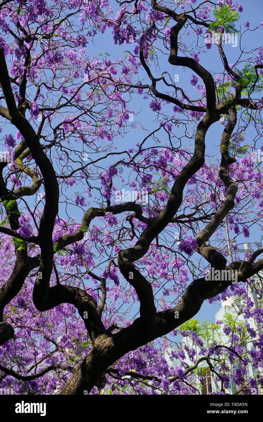 Spring In Mexico City Jacaranda High Resolution Stock Photography and ...