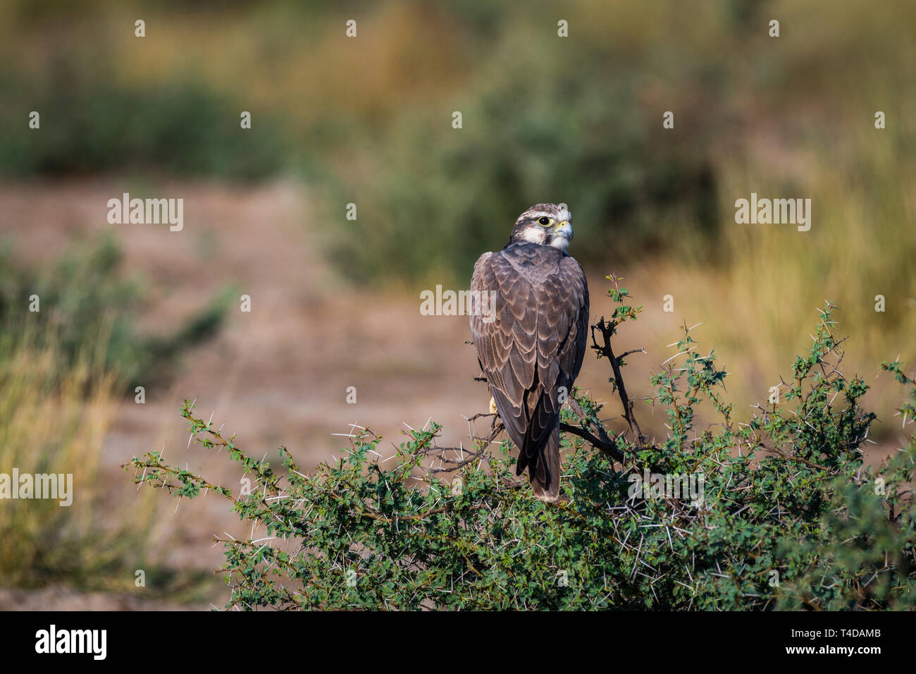 Laggar falcon or Falco jugger portrait.Looks aggressive and Sitting on ...