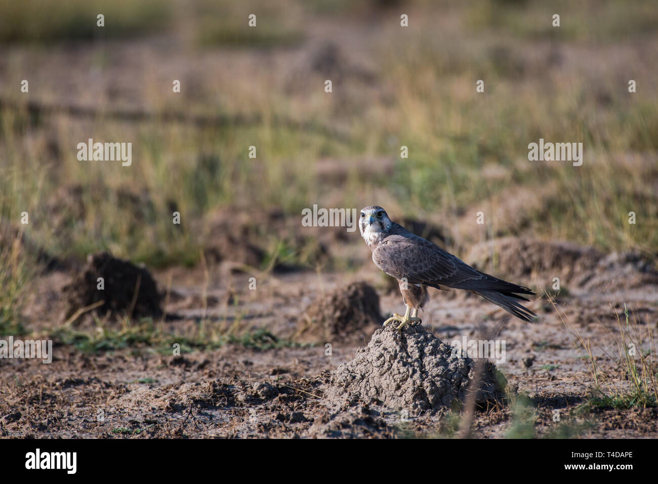 India velavadar national park hi-res stock photography and images - Alamy
