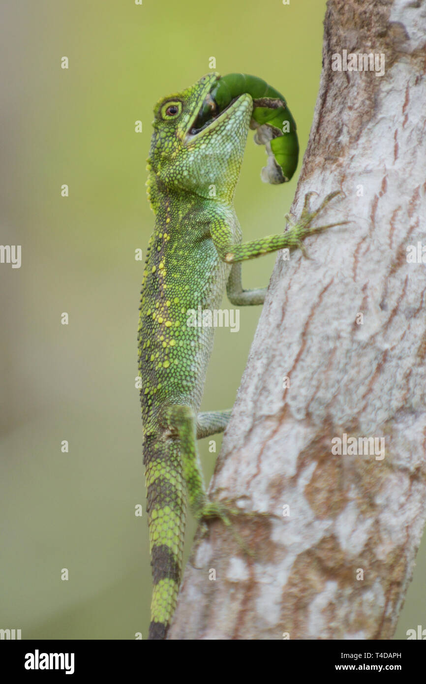 Okinawa Tree Lizard (Ryukyu Japalure) eating a caterpillar Stock Photo ...