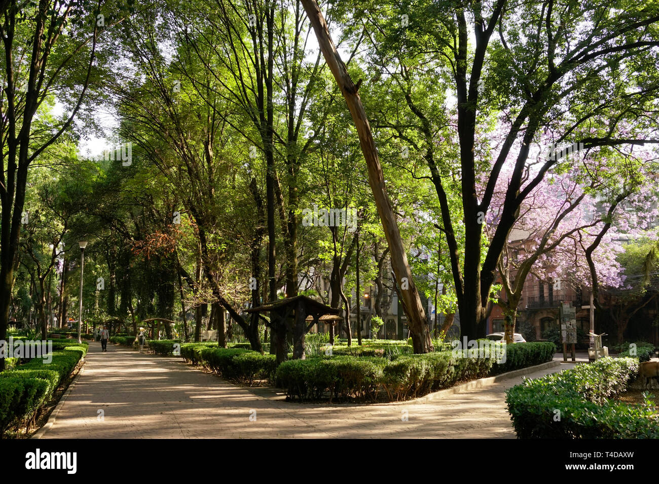 Parque Mexico, Mexico City, Mexico Stock Photo - Alamy