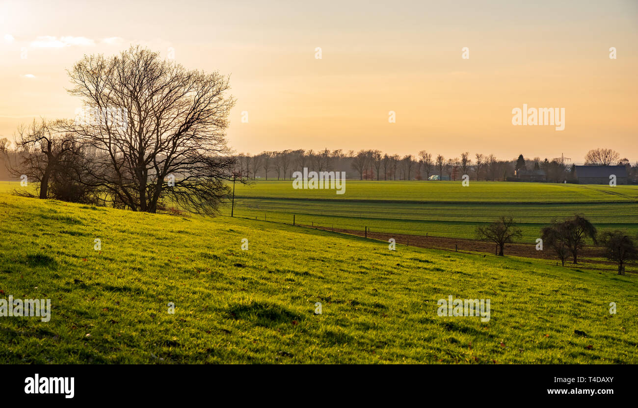 View over trees and fields and meadows in the evening sun, Essen ...
