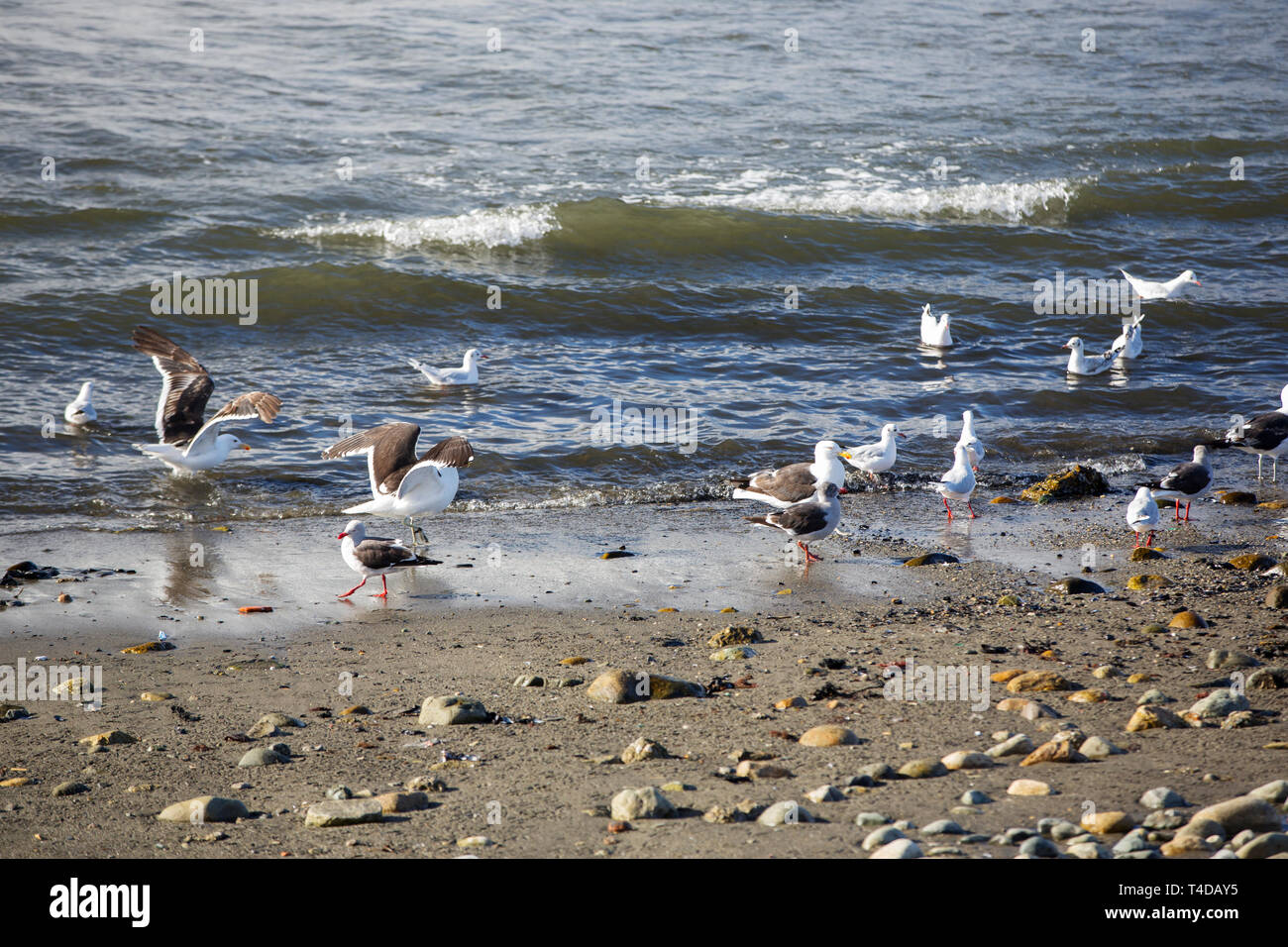 A flock of Brown Headed Gull, Chroicocephalus brunnicephalus, Kelp Gull ...