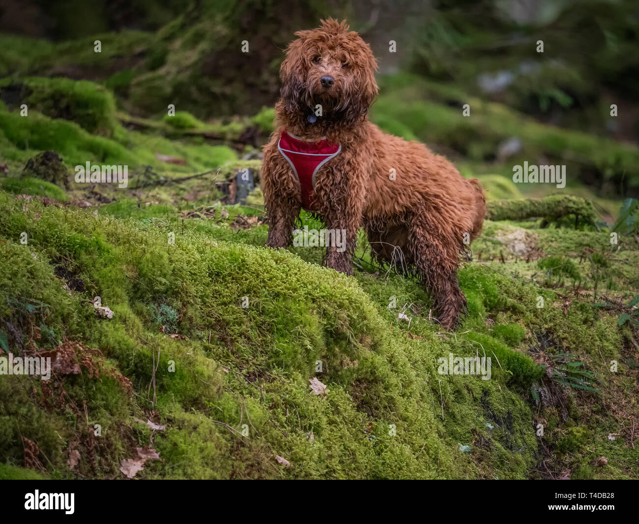 Adorable cockapoo hi-res stock photography and images - Alamy