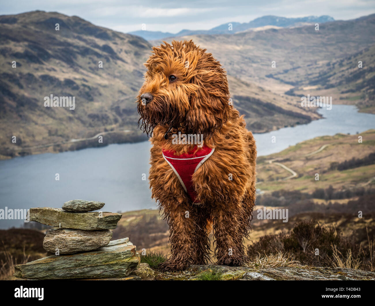 A young cockapoo standing near a cairn above Loch Finglas in the ...