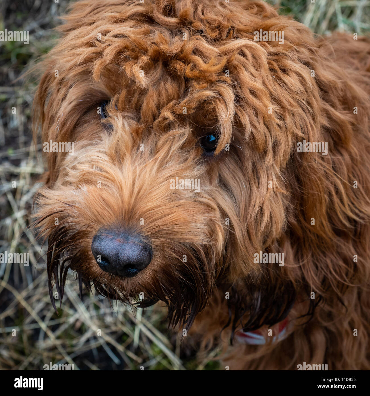 A young cockapoo sitting patiently whilst it is photographed in the ...
