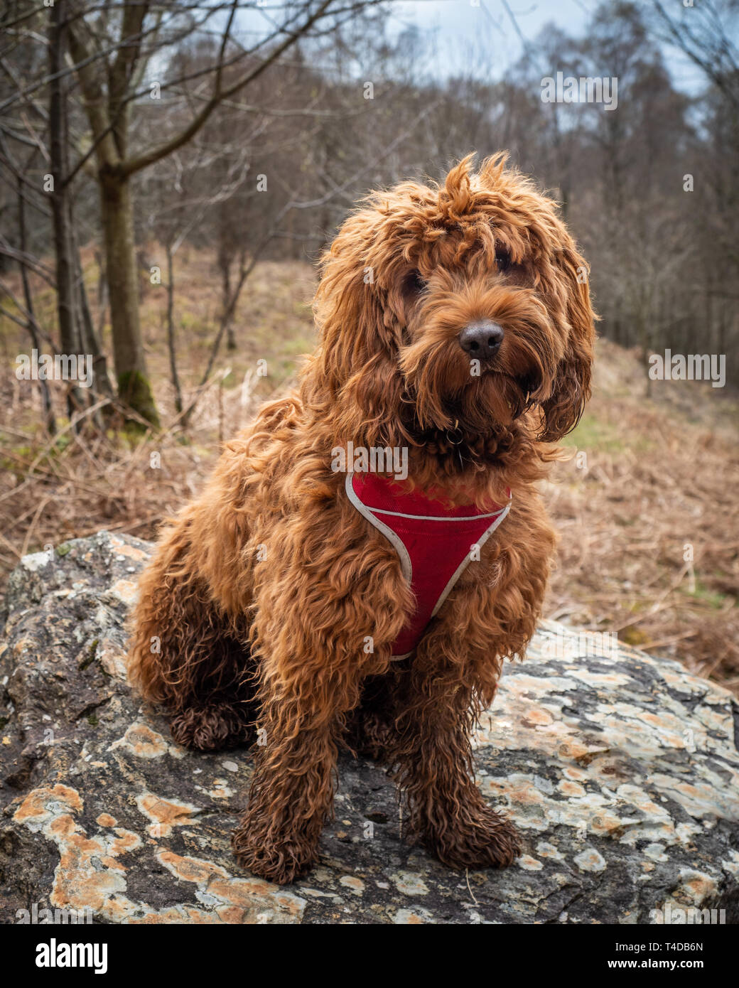 A young cockapoo sitting on a rock in the woods near Aberfoyle in the ...