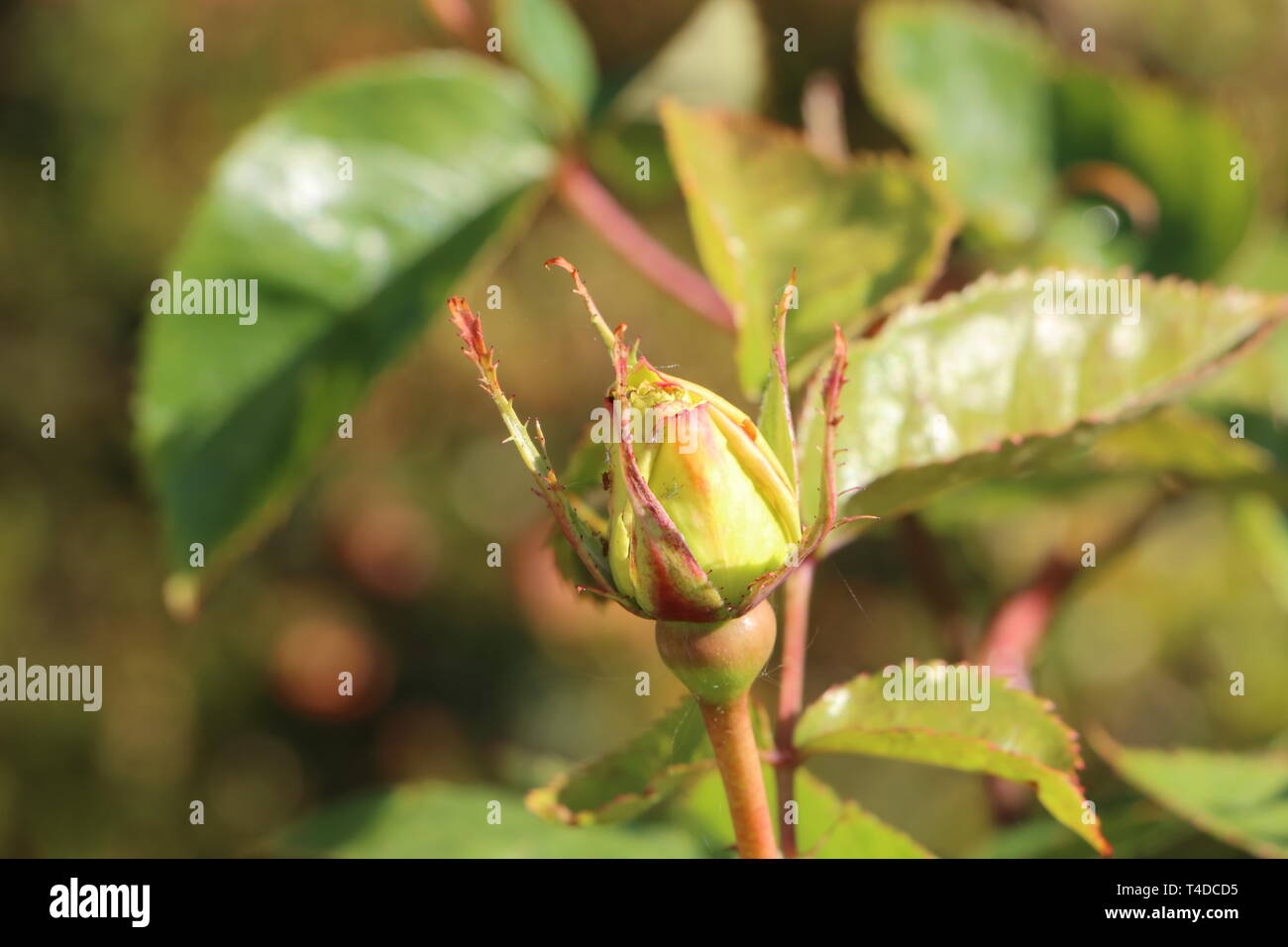 Spring flower rose hi-res stock photography and images - Alamy