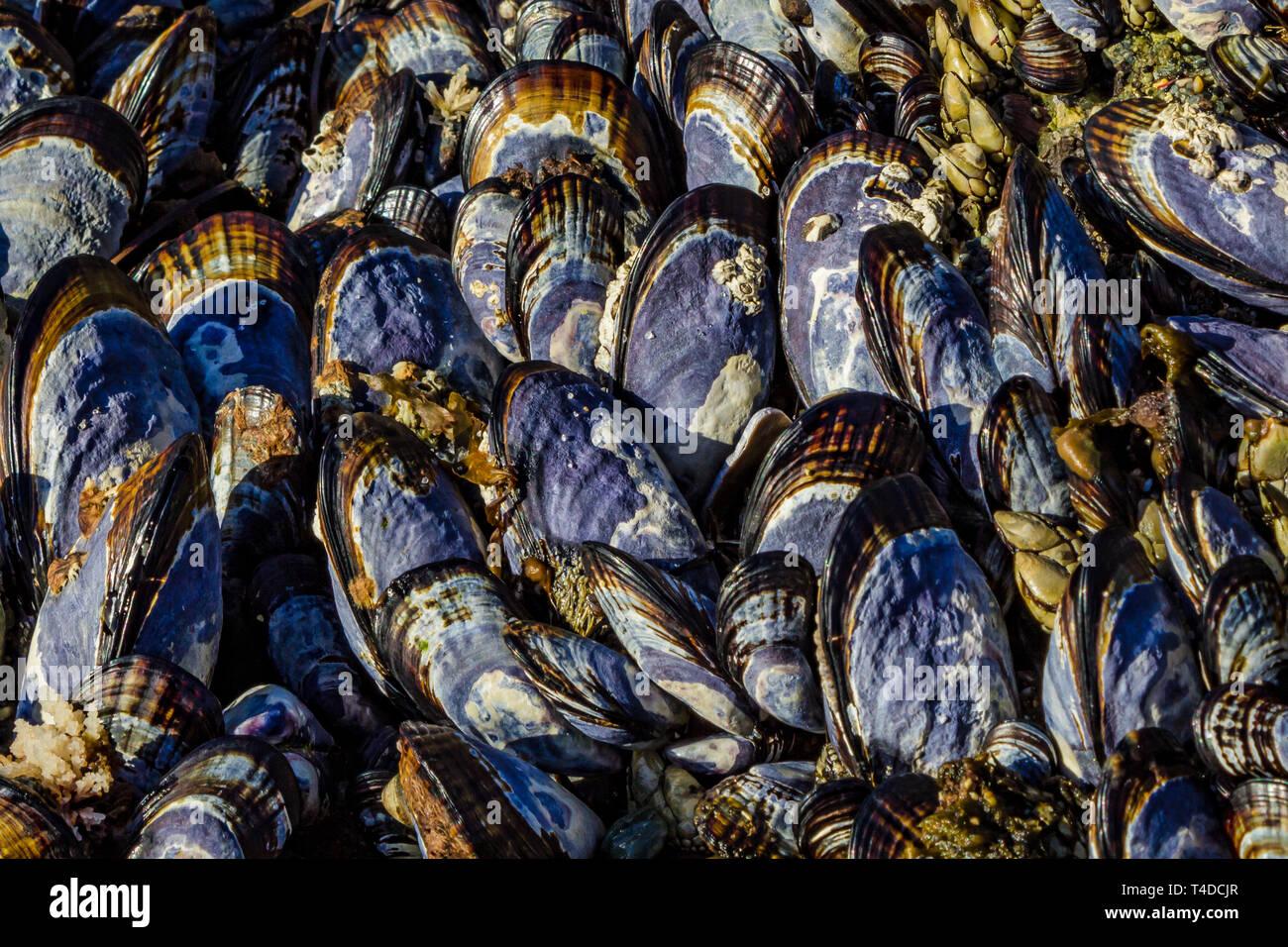 Pile raw mussels in close hi-res stock photography and images - Alamy
