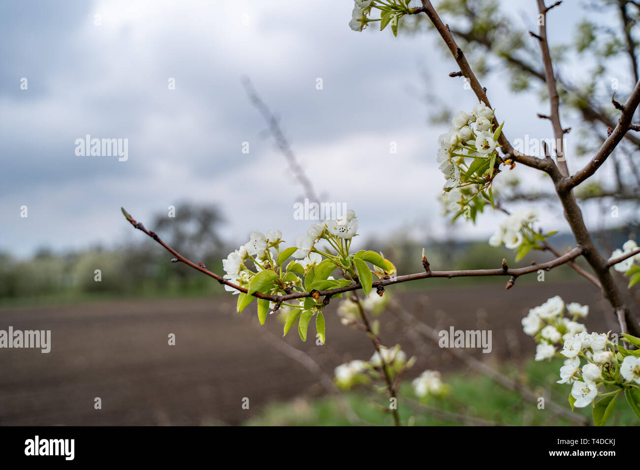 Spring Germany landscape flowers Stock Photo - Alamy