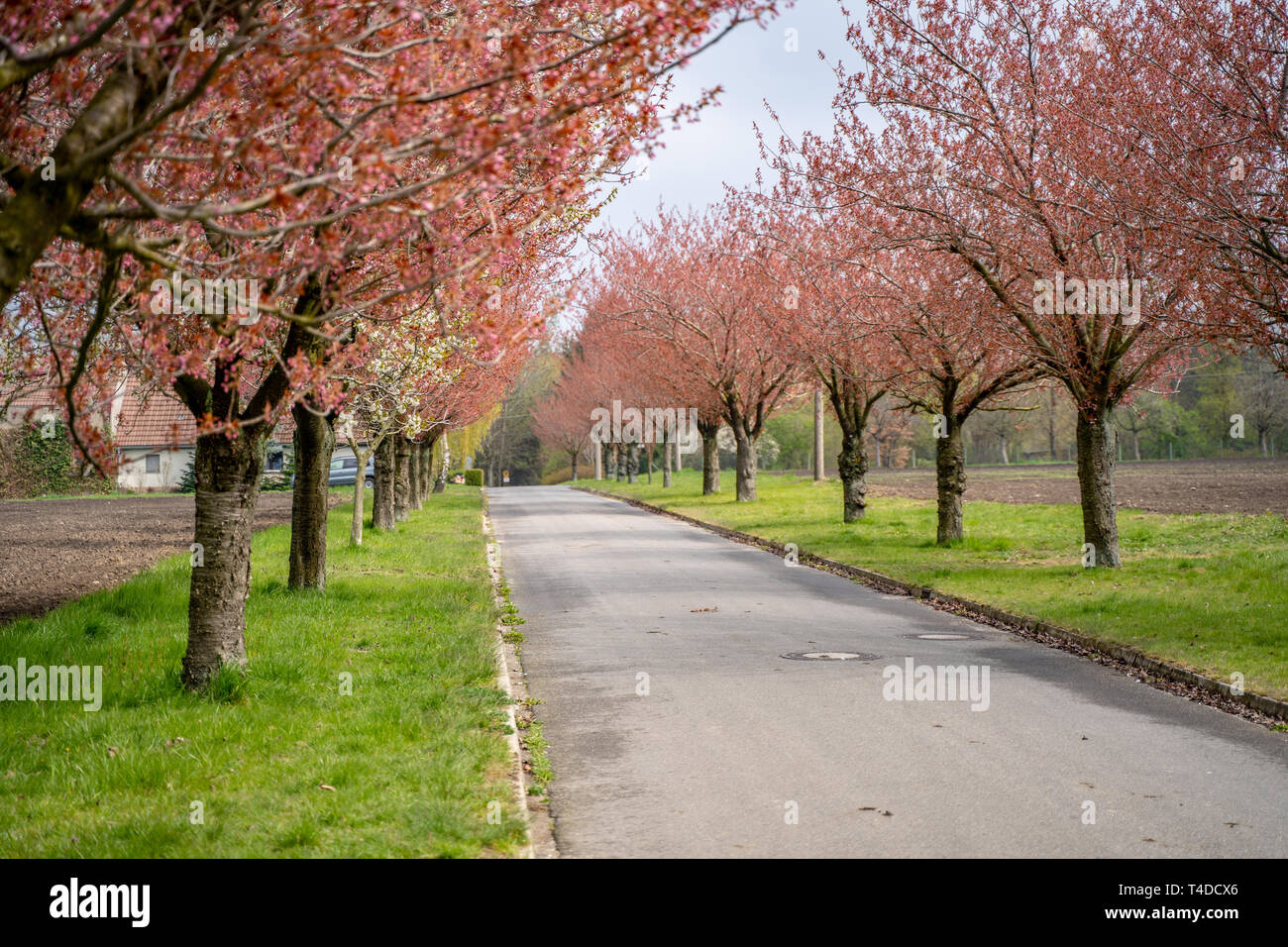 Spring Germany landscape flowers Stock Photo - Alamy