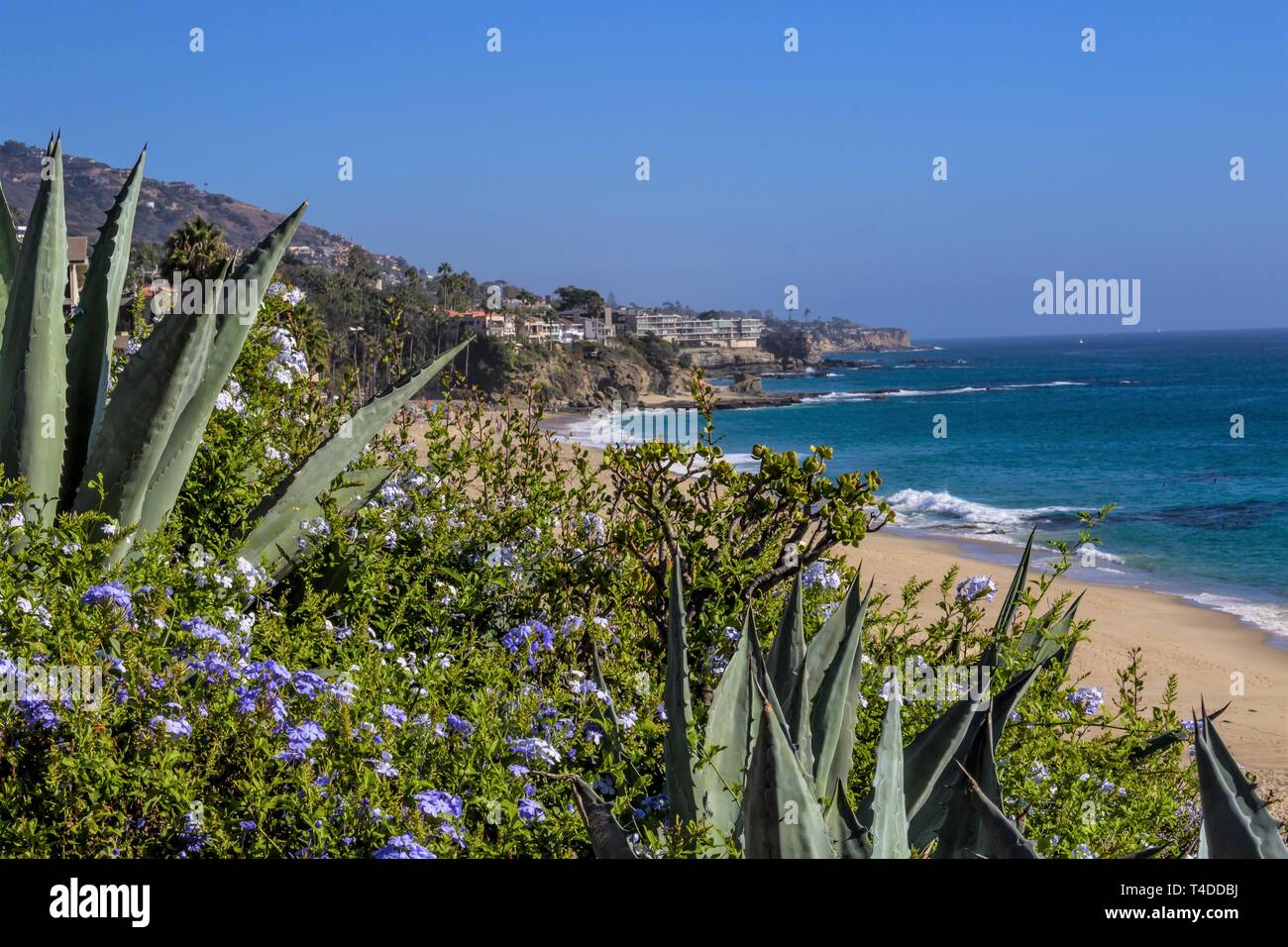 View over native plants of Laguna Beach real estate beach front ...