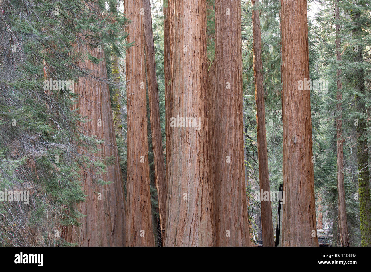 Giant redwoods hi-res stock photography and images - Alamy