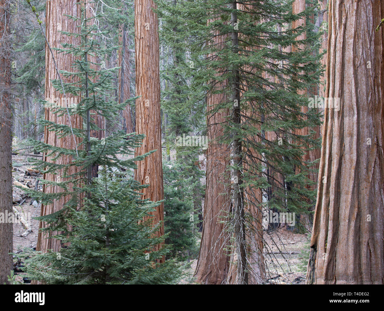Giant conifers hi-res stock photography and images - Alamy